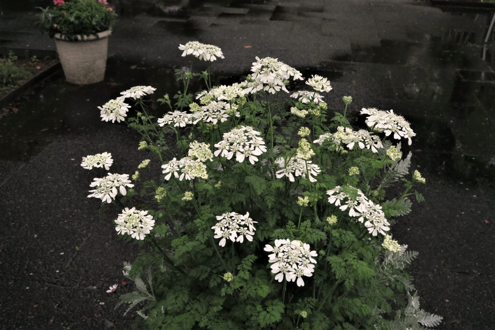 花畑園芸公園 オフィシャルサイト｜福岡市南区 IMG_7940